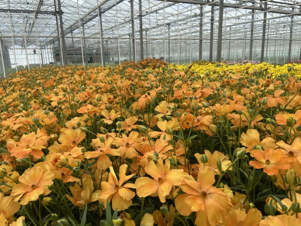 Ranunculus Butterfly™ Charis® - Green Works - Specialist in Ranunculus