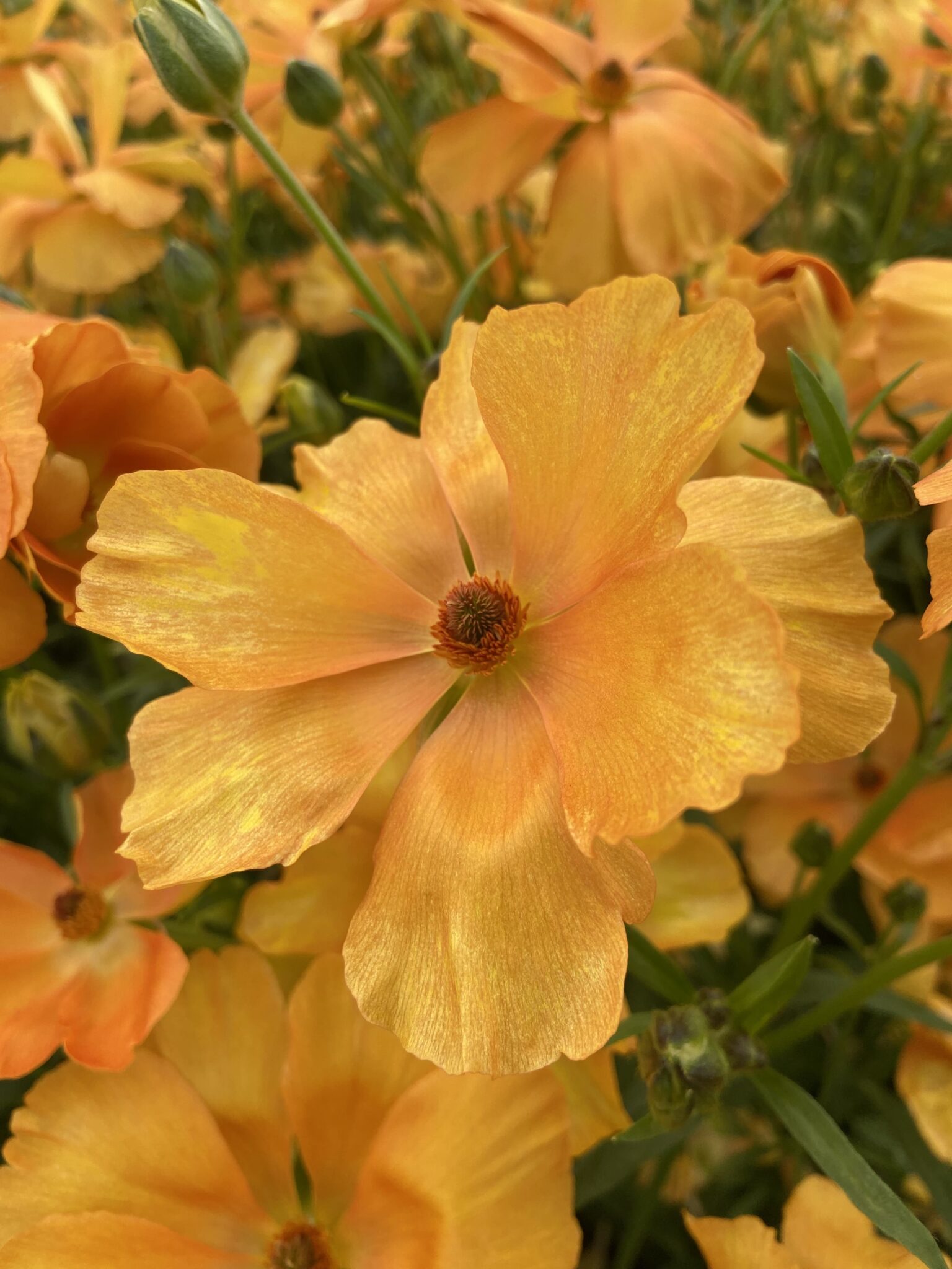 Ranunculus Butterfly™ Charis® - Green Works - Specialist in Ranunculus