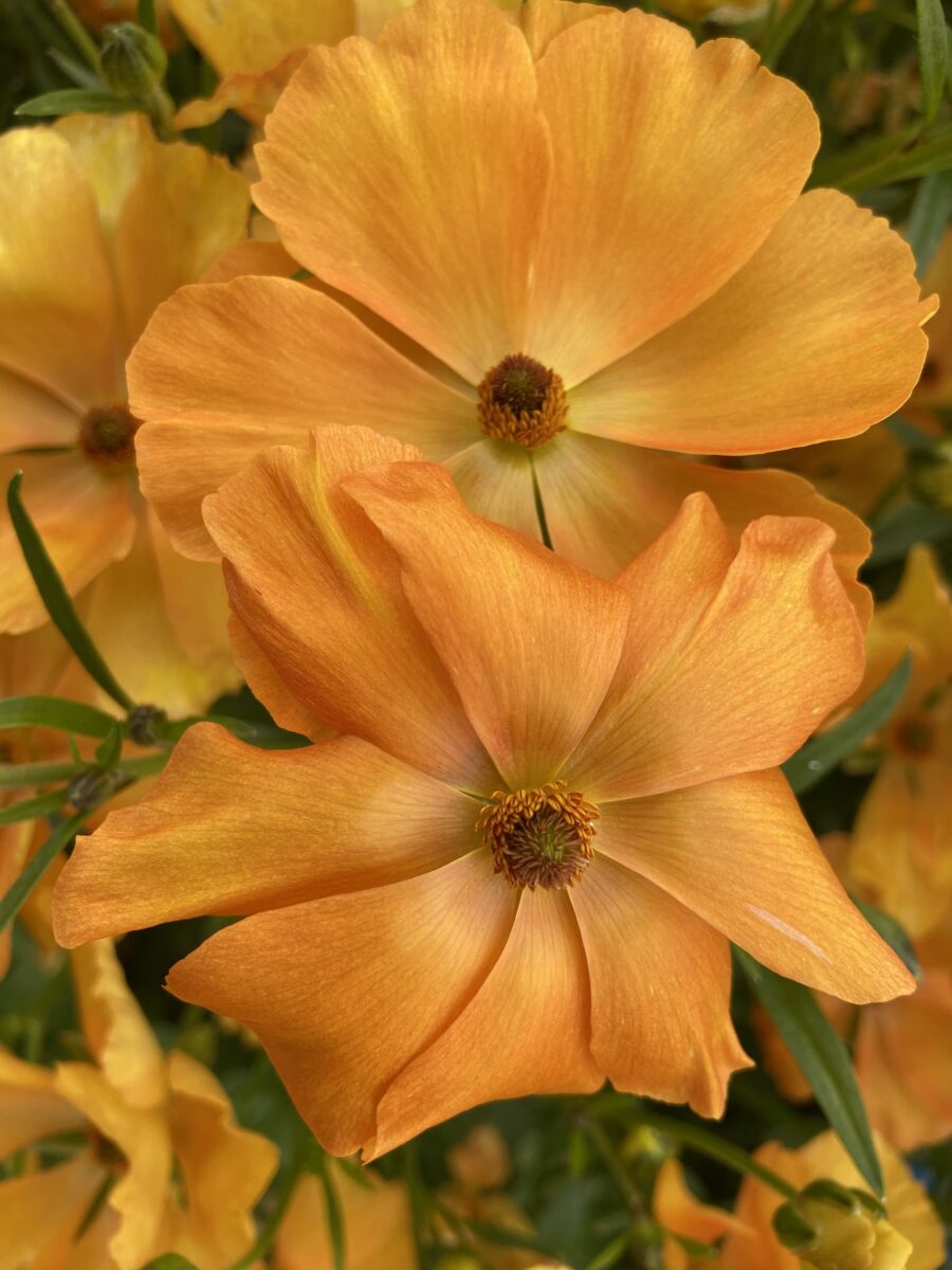 Ranunculus Butterfly™ Charis® - Green Works - Specialist in Ranunculus