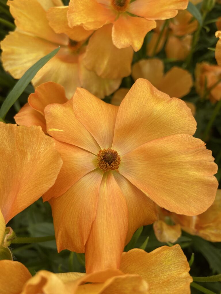 Ranunculus Butterfly™ Charis® - Green Works - Specialist in Ranunculus