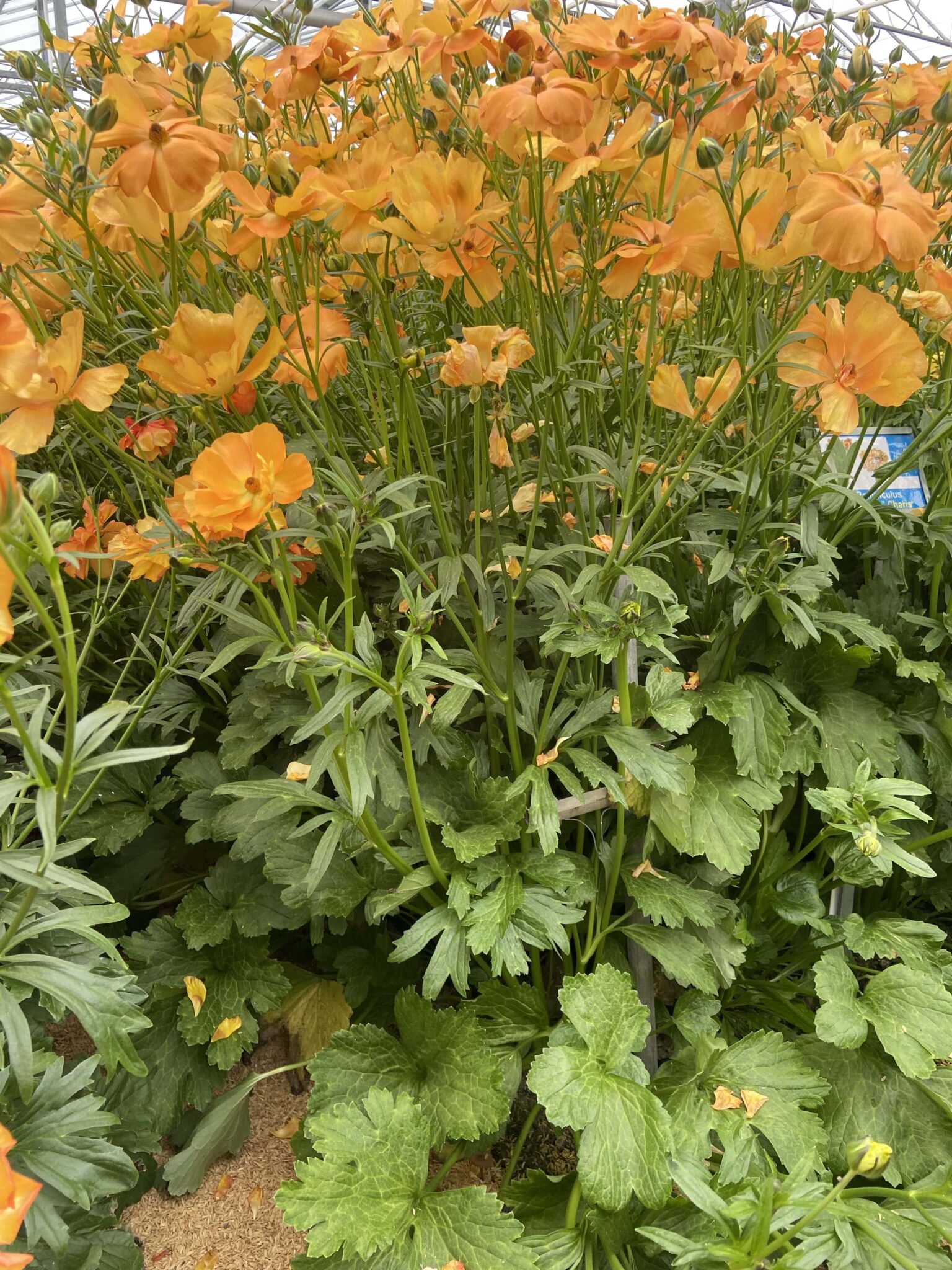 Ranunculus Butterfly™ Charis® - Green Works - Specialist in Ranunculus