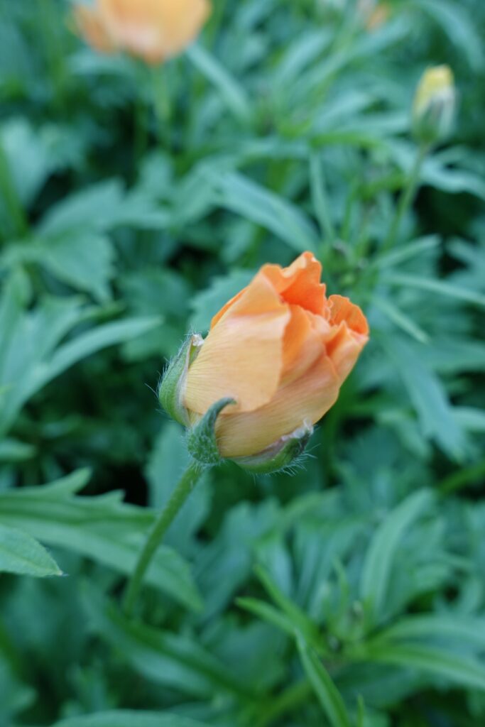Ranunculus Butterfly™ Charis® - Green Works - Specialist in Ranunculus