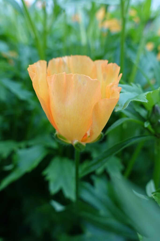 Ranunculus Butterfly™ Charis® - Green Works - Specialist in Ranunculus