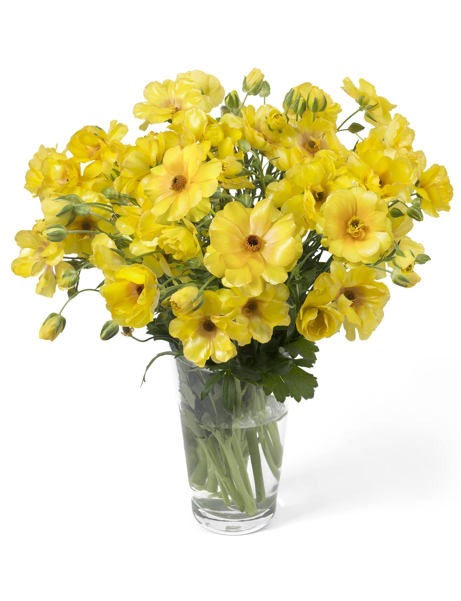 Ranunculus Butterfly™ (Cut flower) - Green Works - Specialist in Ranunculus