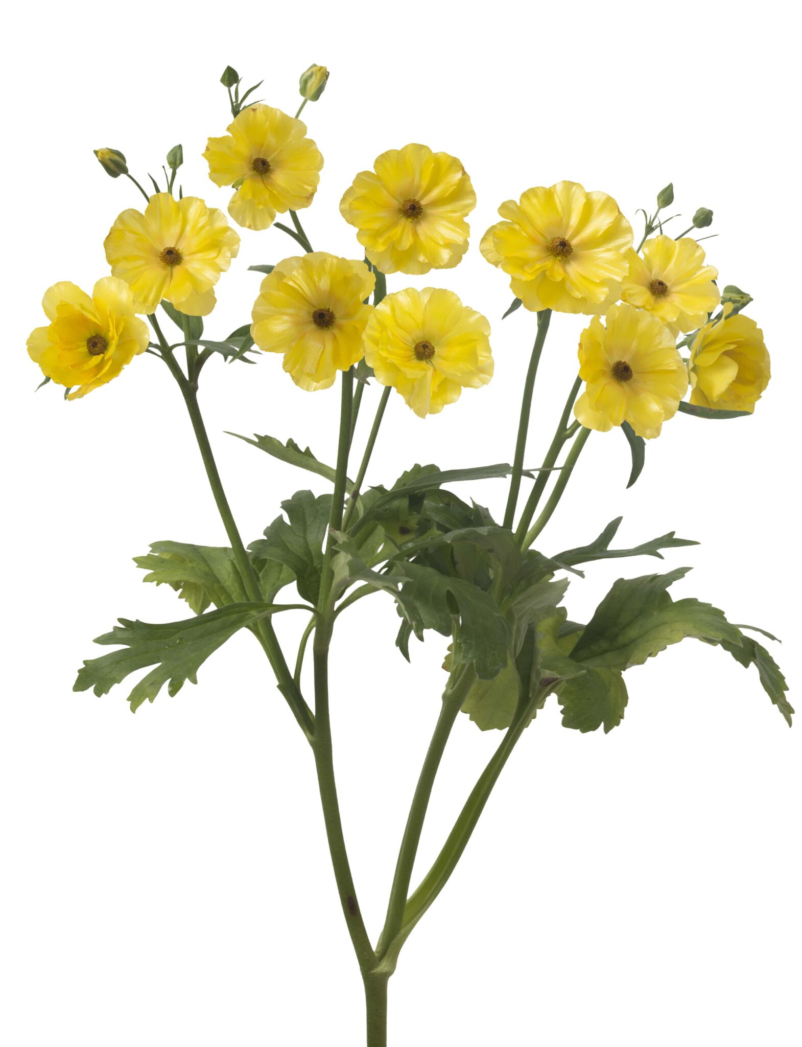 Ranunculus Butterfly™ (Cut flower) - Green Works - Specialist in Ranunculus