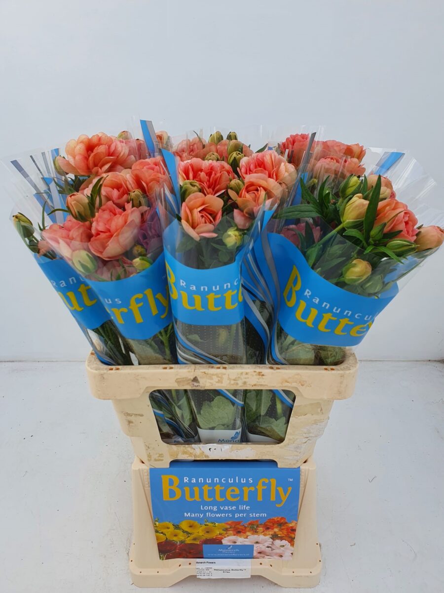 Ranunculus Butterfly™ Eris® - Green Works - Specialist in Ranunculus
