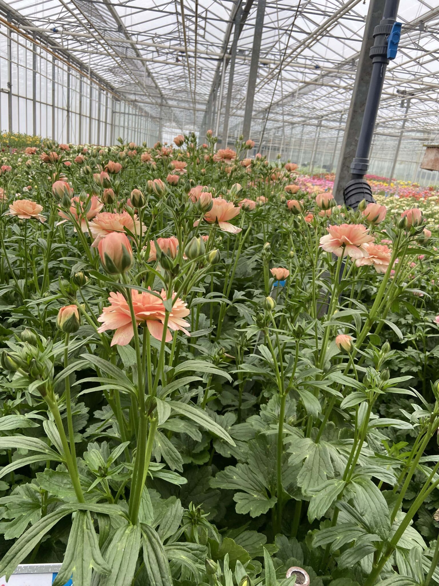 Ranunculus Butterfly™ Eris® - Green Works - Specialist in Ranunculus