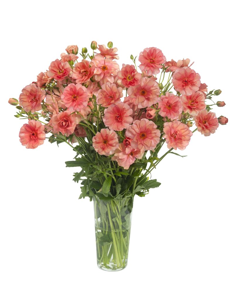 Ranunculus Butterfly™ (Cut flower) - Green Works - Specialist in Ranunculus