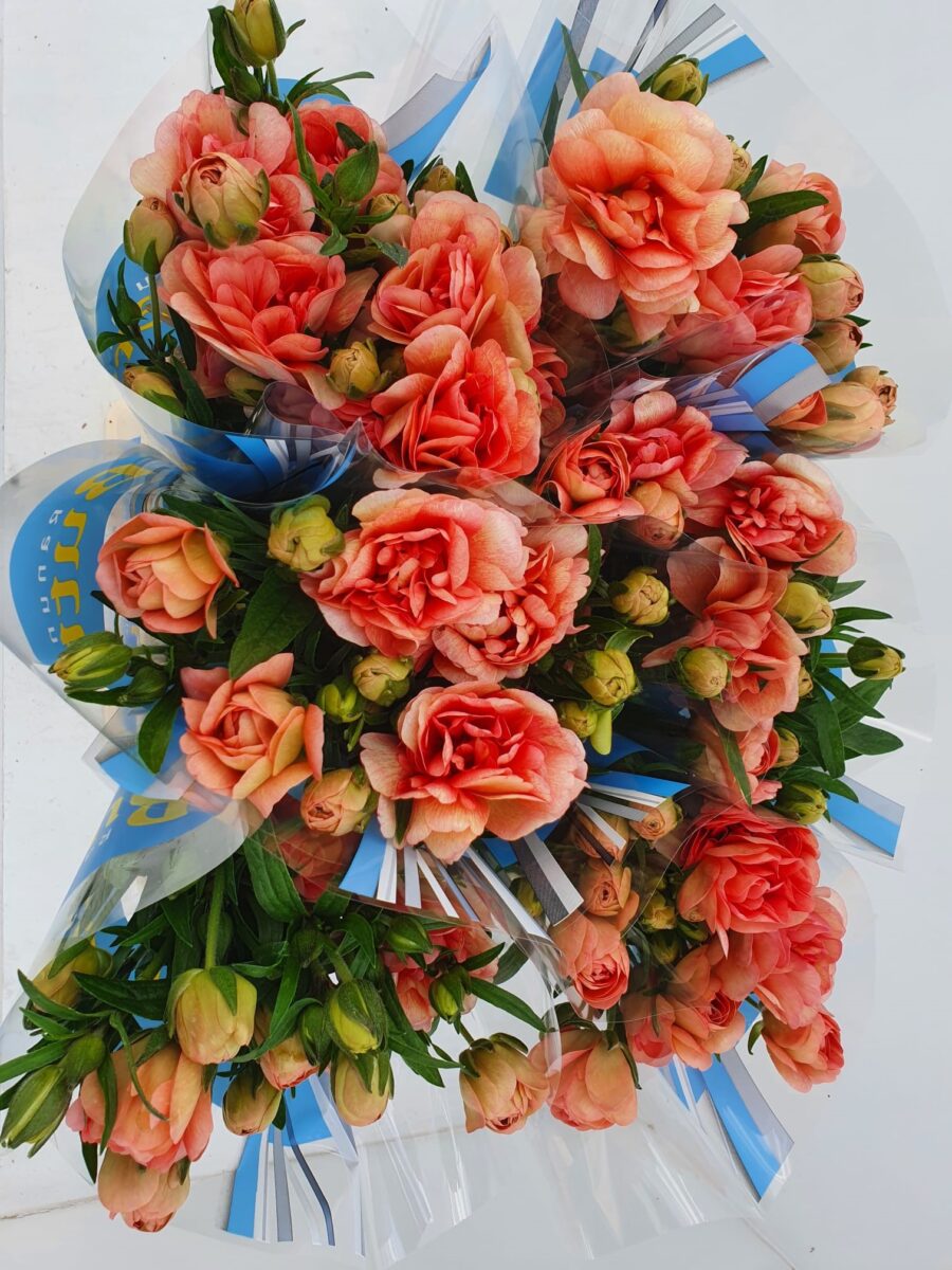 Ranunculus Butterfly™ Eris® - Green Works - Specialist in Ranunculus