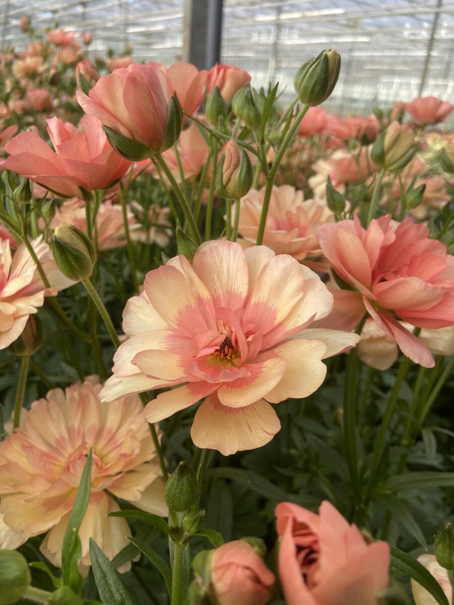 Ranunculus Butterfly™ Eris® - Green Works - Specialist in Ranunculus