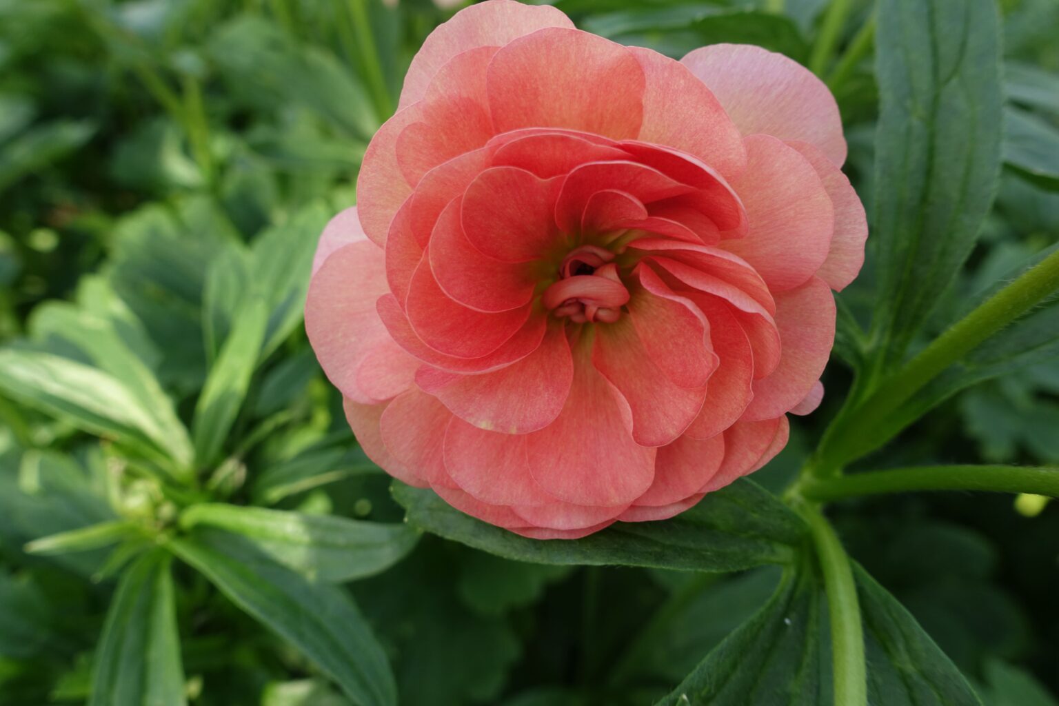 Ranunculus Butterfly™ Eris® - Green Works - Specialist in Ranunculus