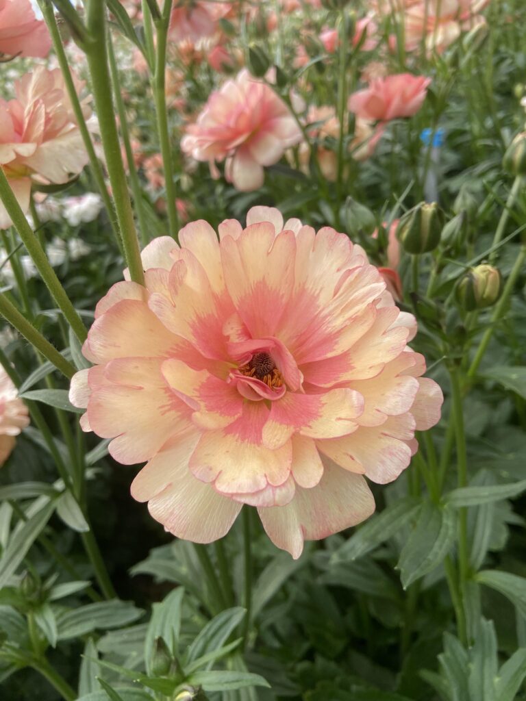 Ranunculus Butterfly™ Eris® - Green Works - Specialist in Ranunculus