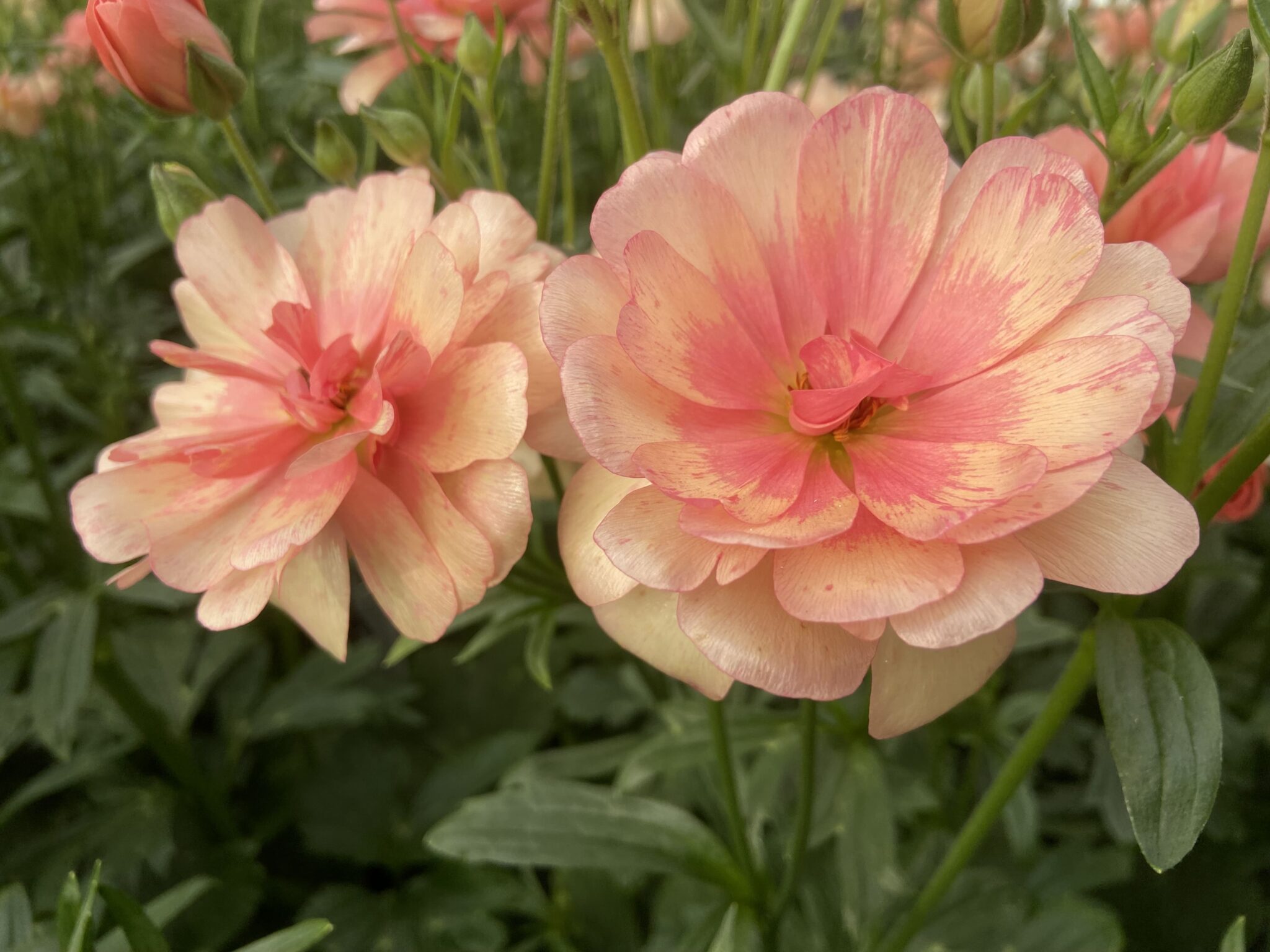 Ranunculus Butterfly™ Eris® - Green Works - Specialist in Ranunculus