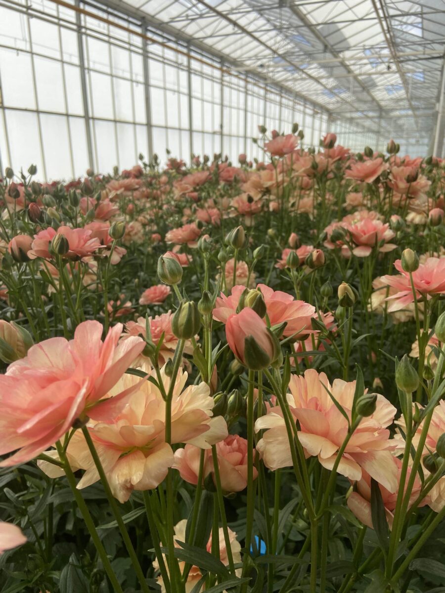 Ranunculus Butterfly™ Eris® - Green Works - Specialist in Ranunculus