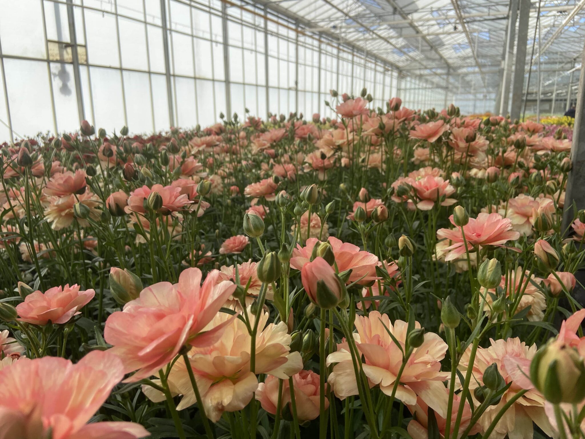 Ranunculus Butterfly™ Eris® - Green Works - Specialist in Ranunculus