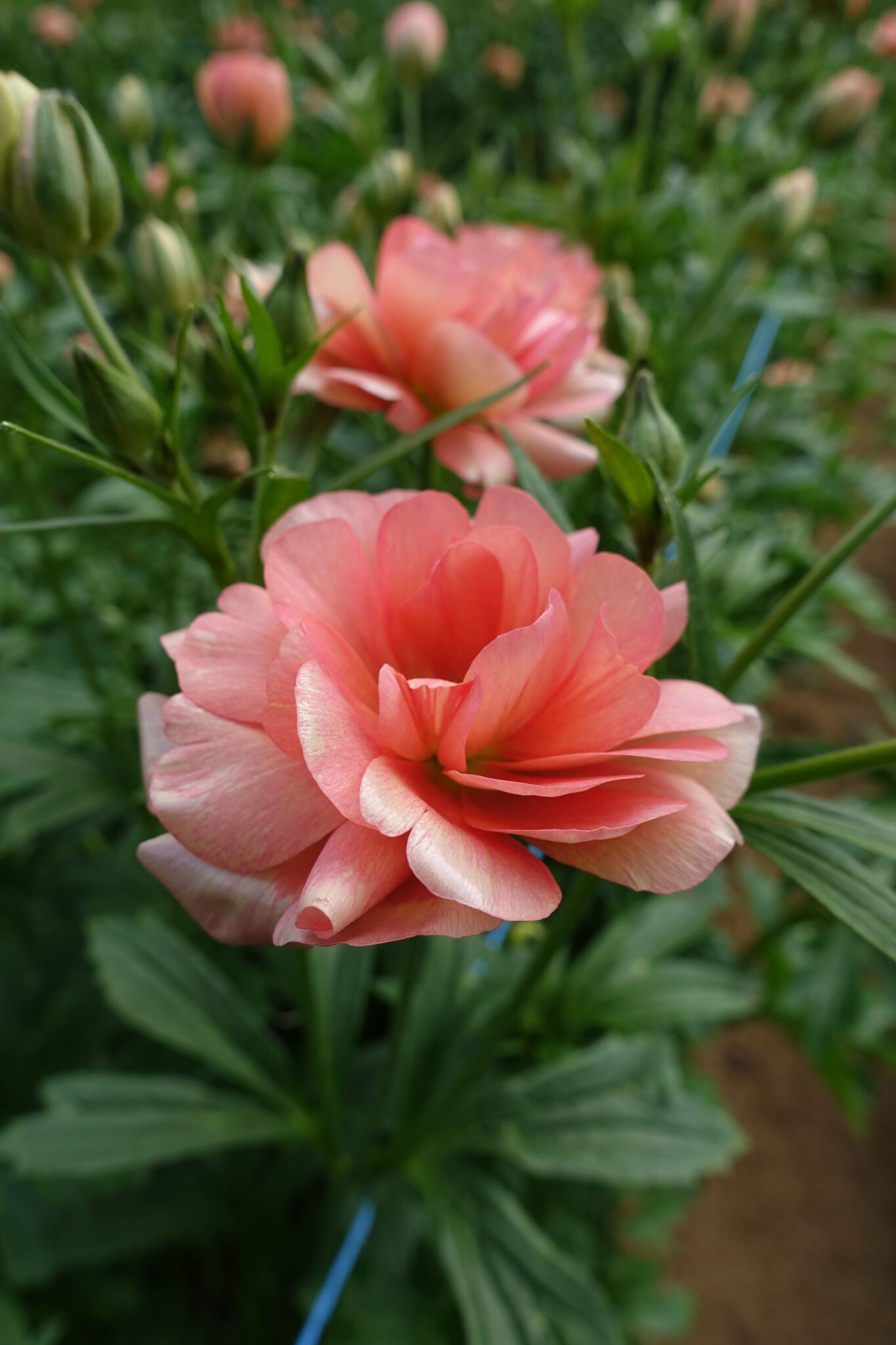 Ranunculus Butterfly™ Eris® - Green Works - Specialist in Ranunculus