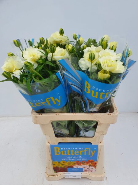 Ranunculus Butterfly™ Graces® - Green Works - Specialist in Ranunculus