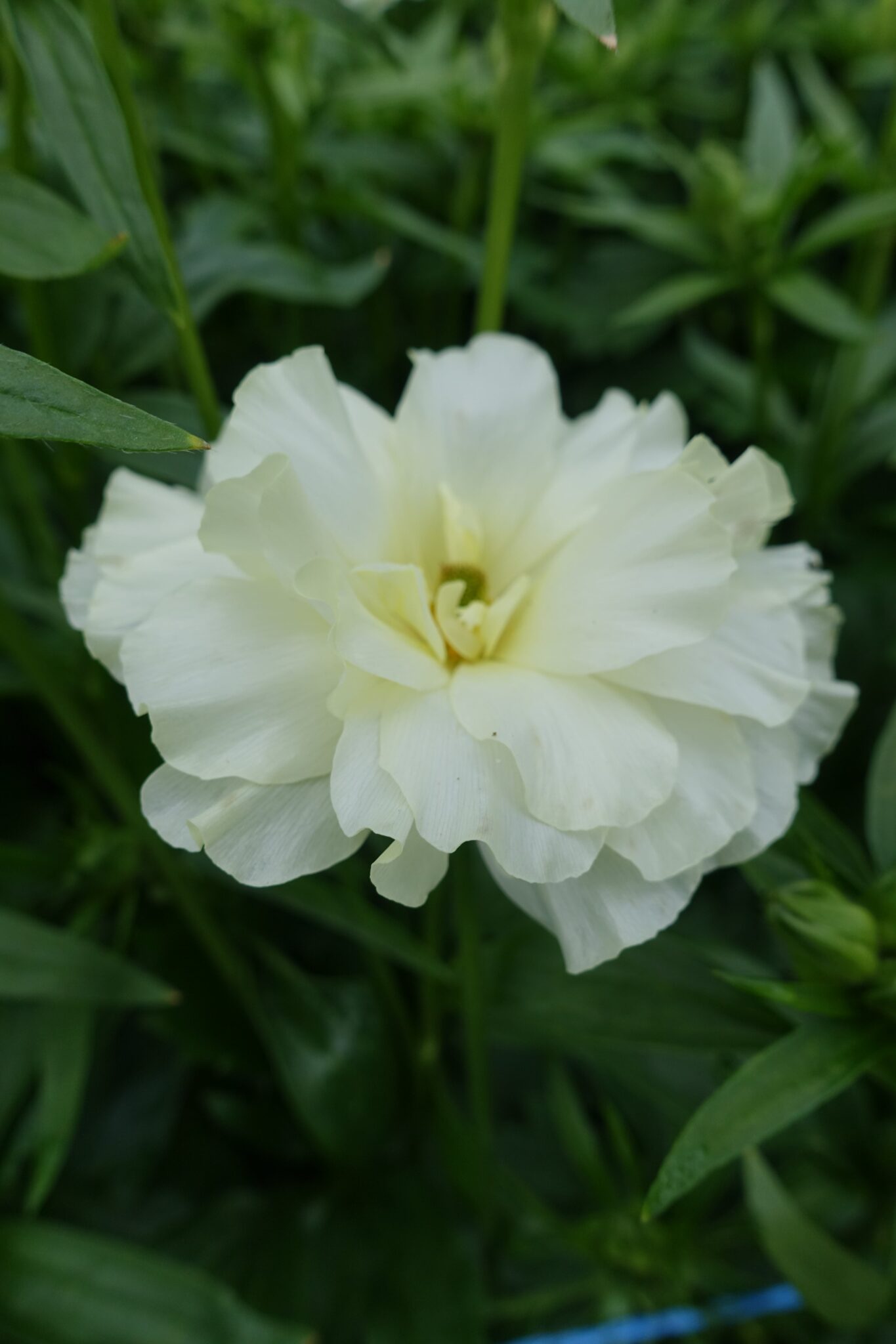 Ranunculus Butterfly™ Graces® - Green Works - Specialist in Ranunculus