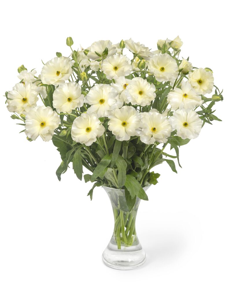 Ranunculus Butterfly™ (Cut flower) - Green Works - Specialist in Ranunculus