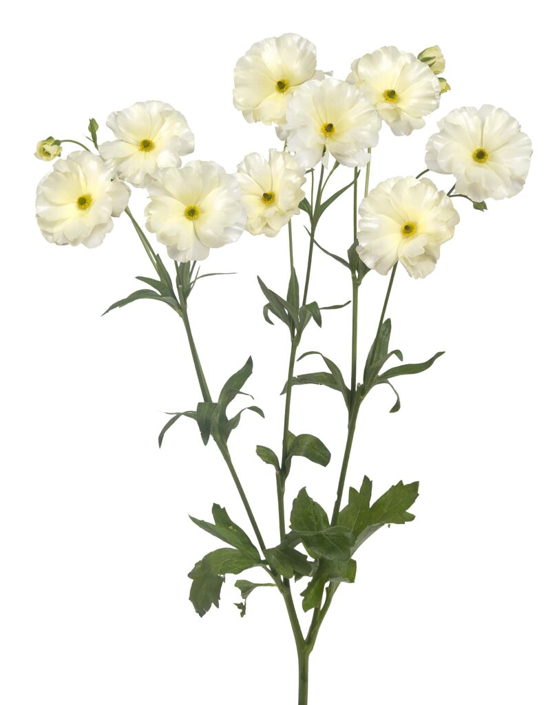 Ranunculus Butterfly™ (Cut flower) - Green Works - Specialist in Ranunculus