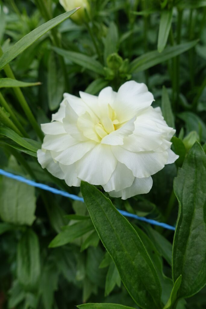 Ranunculus Butterfly™ Graces® - Green Works - Specialist in Ranunculus