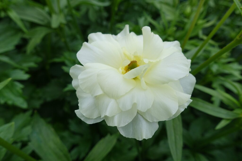 Ranunculus Butterfly™ Graces® - Green Works - Specialist in Ranunculus