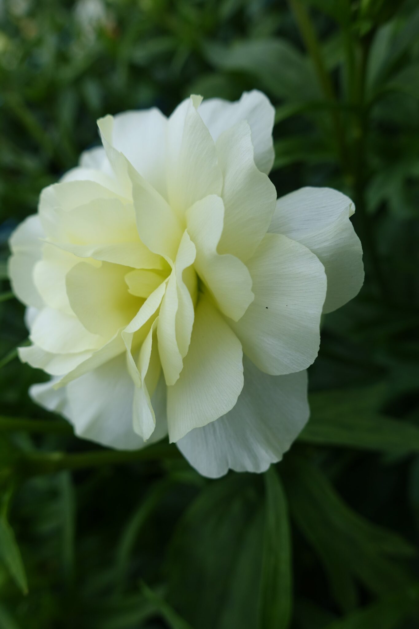 Ranunculus Butterfly™ Graces® - Green Works - Specialist in Ranunculus