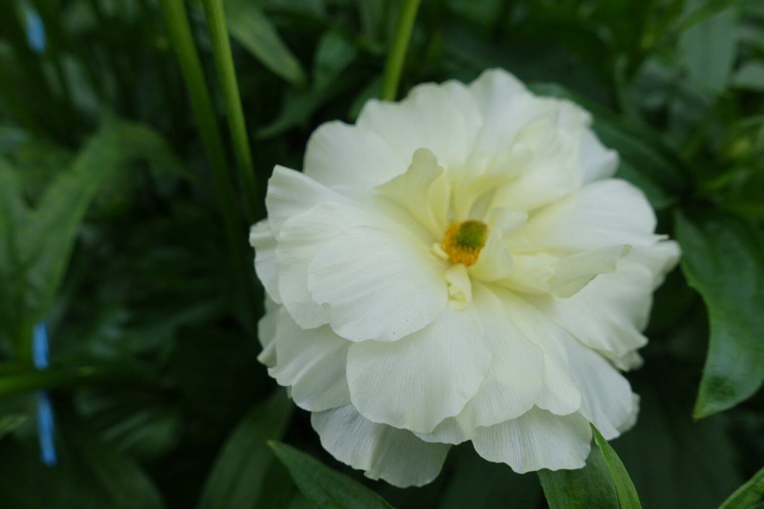 Ranunculus Butterfly™ Graces® - Green Works - Specialist in Ranunculus