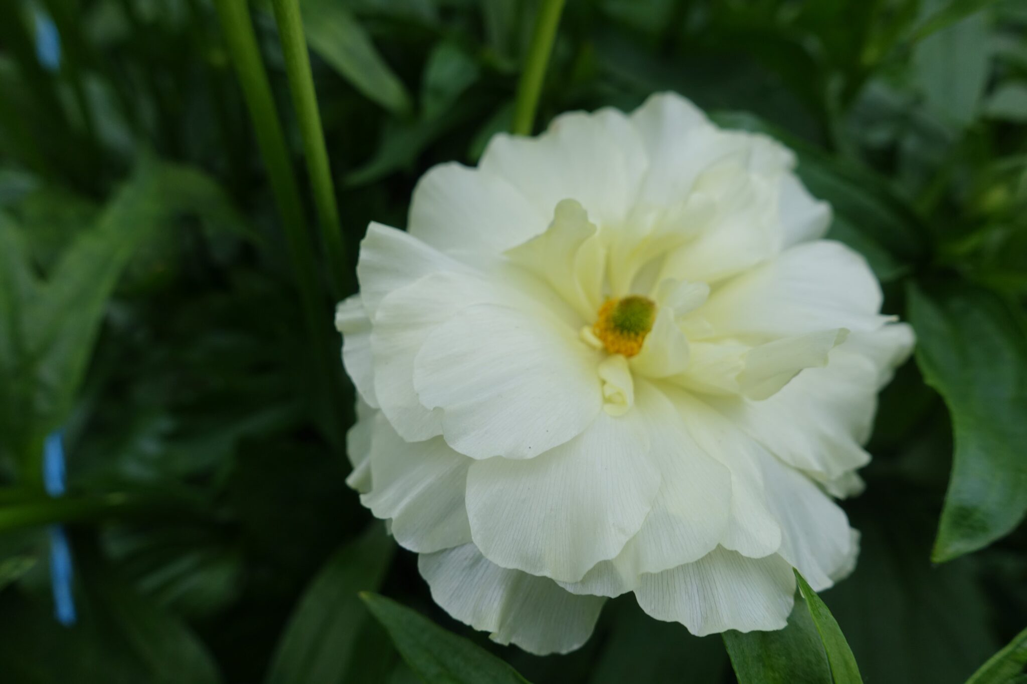 Ranunculus Butterfly™ Graces® - Green Works - Specialist in Ranunculus