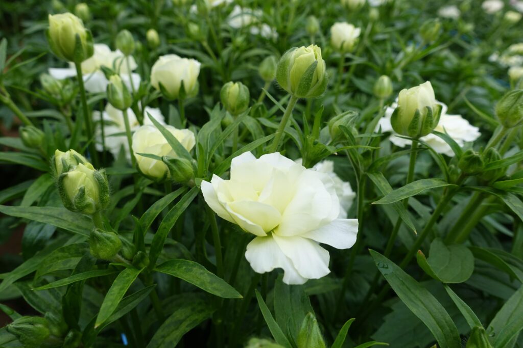 Ranunculus Butterfly™ Graces® - Green Works - Specialist in Ranunculus