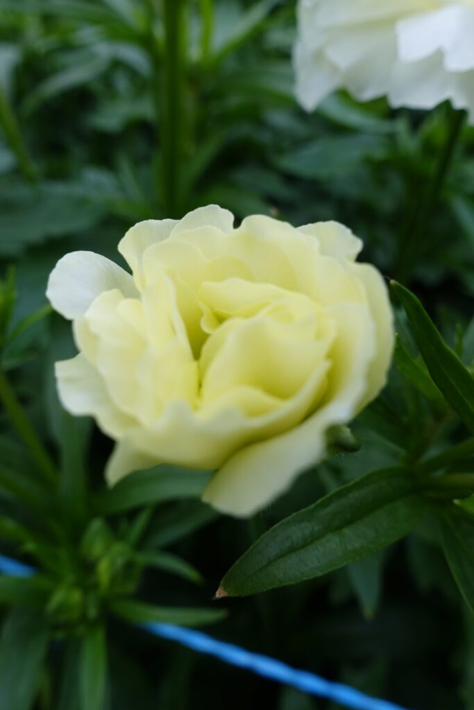 Ranunculus Butterfly™ Graces® - Green Works - Specialist in Ranunculus