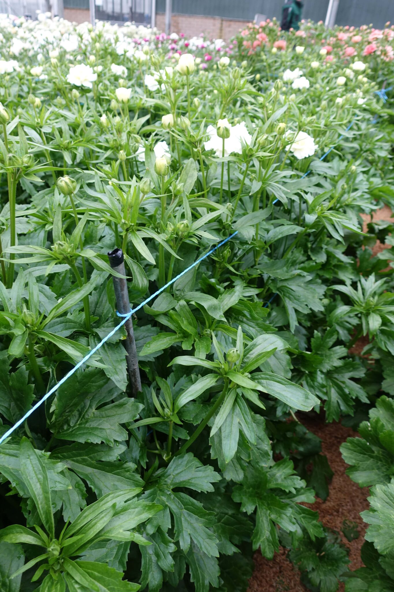 Ranunculus Butterfly™ Graces® - Green Works - Specialist in Ranunculus