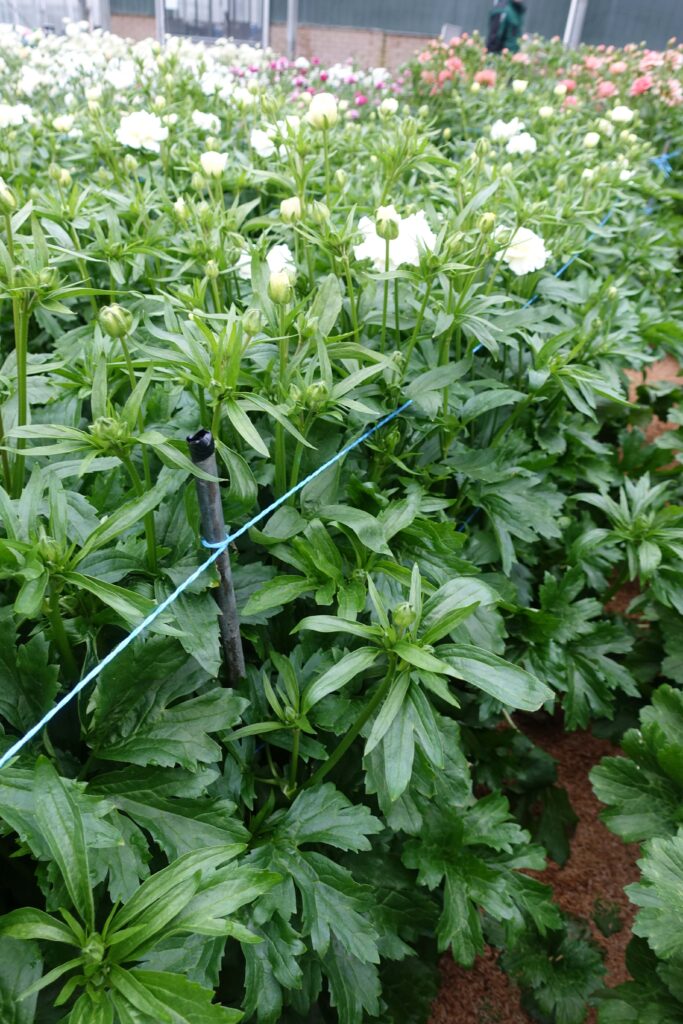 Ranunculus Butterfly™ Graces® - Green Works - Specialist in Ranunculus