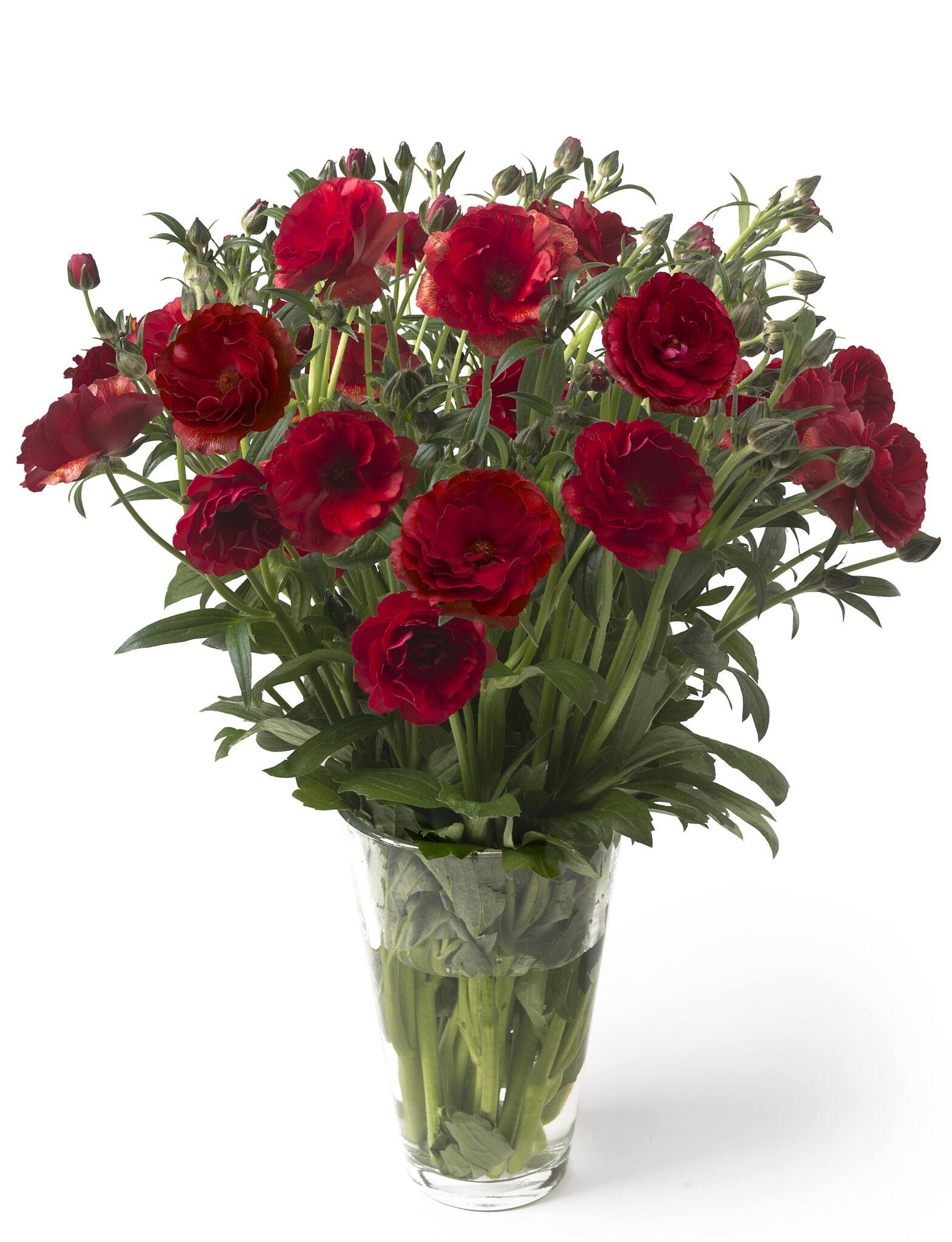 Ranunculus Butterfly™ (Cut flower) - Green Works - Specialist in Ranunculus