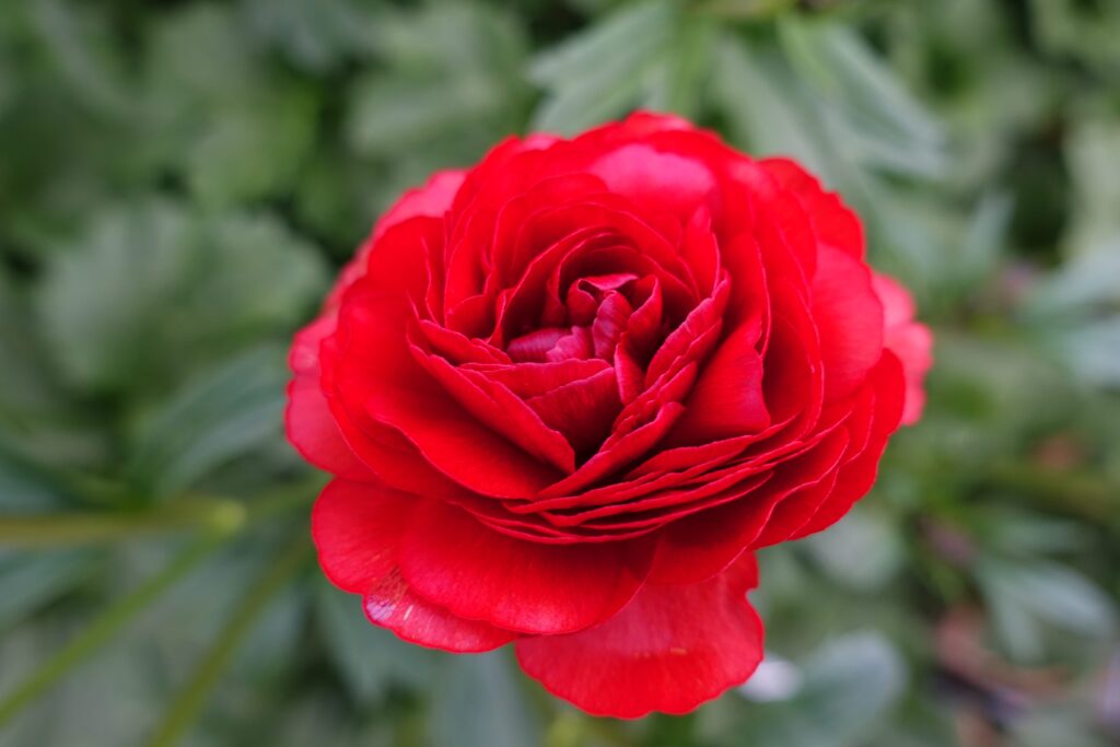 Ranunculus Butterfly™ Hades® - Green Works - Specialist in Ranunculus