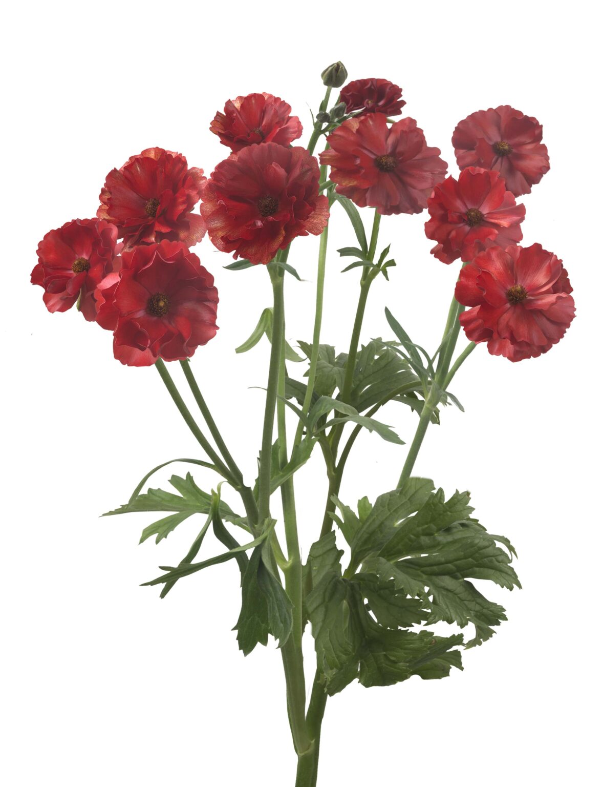 Ranunculus Butterfly™ (Cut flower) - Green Works - Specialist in Ranunculus