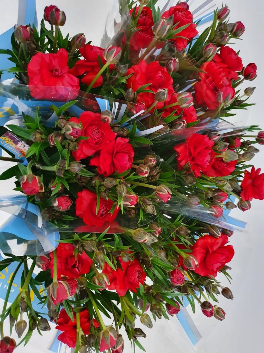 Ranunculus Butterfly™ Hades® - Green Works - Specialist in Ranunculus