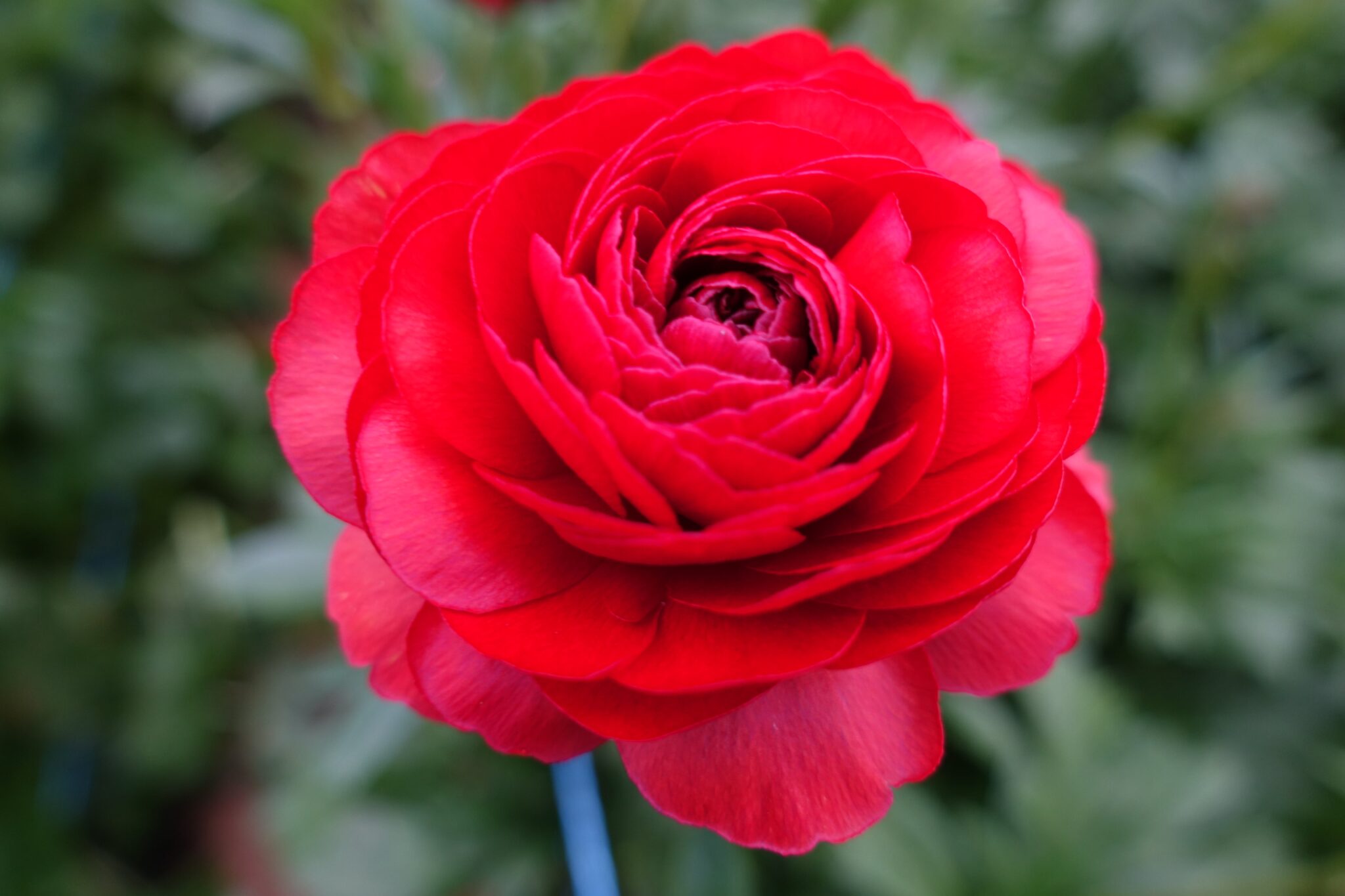 Ranunculus Butterfly™ Hades® - Green Works - Specialist in Ranunculus