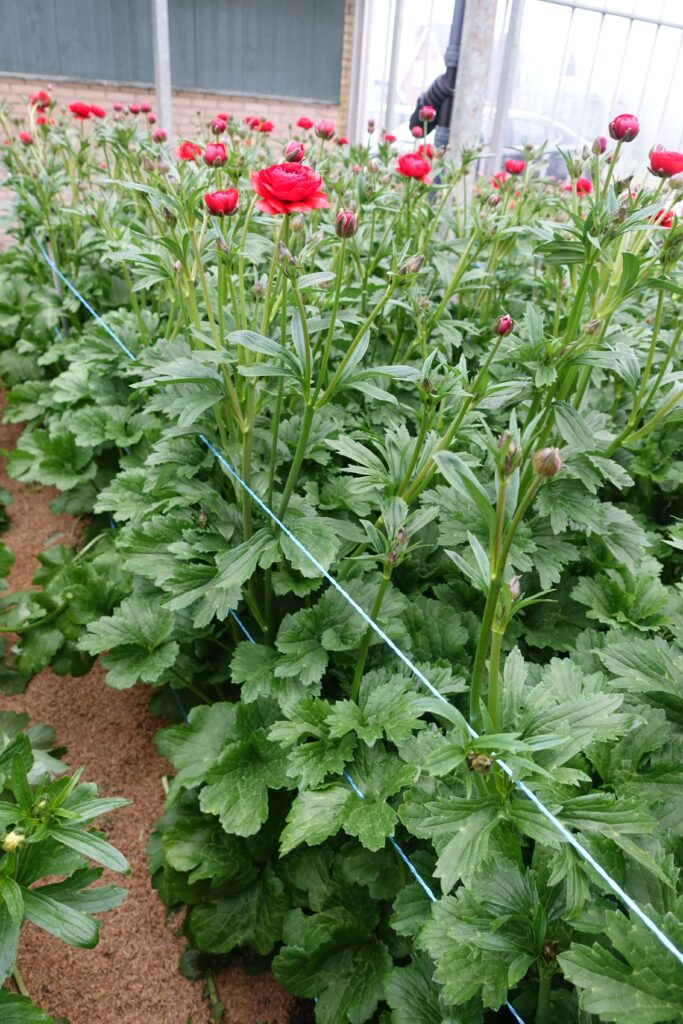Ranunculus Butterfly™ Hades® - Green Works - Specialist in Ranunculus