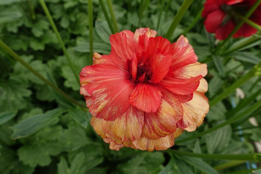 Ranunculus Butterfly™ Hades® - Green Works - Specialist in Ranunculus