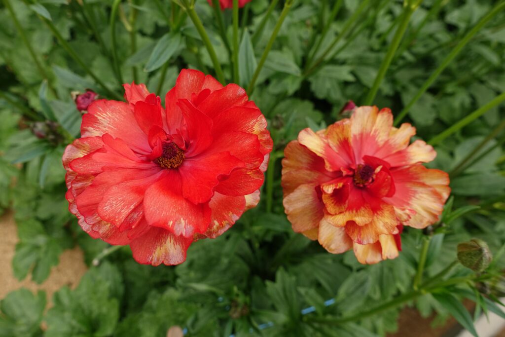 Ranunculus Butterfly™ Hades® - Green Works - Specialist in Ranunculus