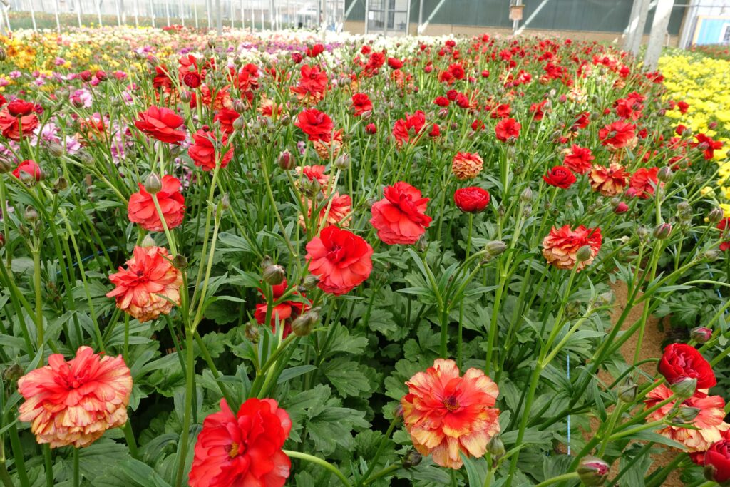 Ranunculus Butterfly™ Hades® - Green Works - Specialist in Ranunculus