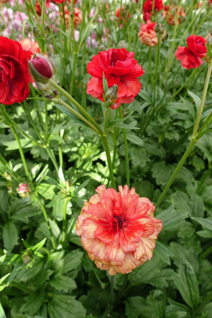 Ranunculus Butterfly™ Hades® - Green Works - Specialist in Ranunculus