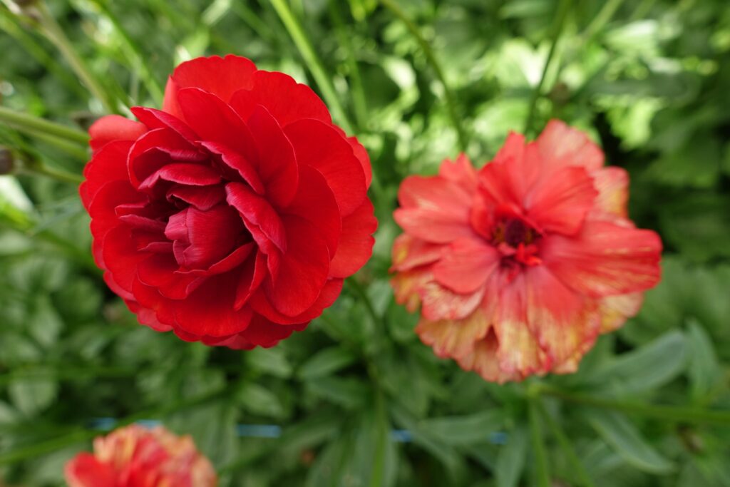 Ranunculus Butterfly™ Hades® - Green Works - Specialist in Ranunculus