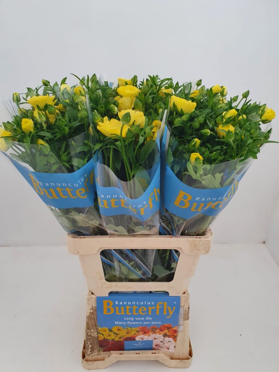 Ranunculus Butterfly™ Helios® - Green Works - Specialist in Ranunculus
