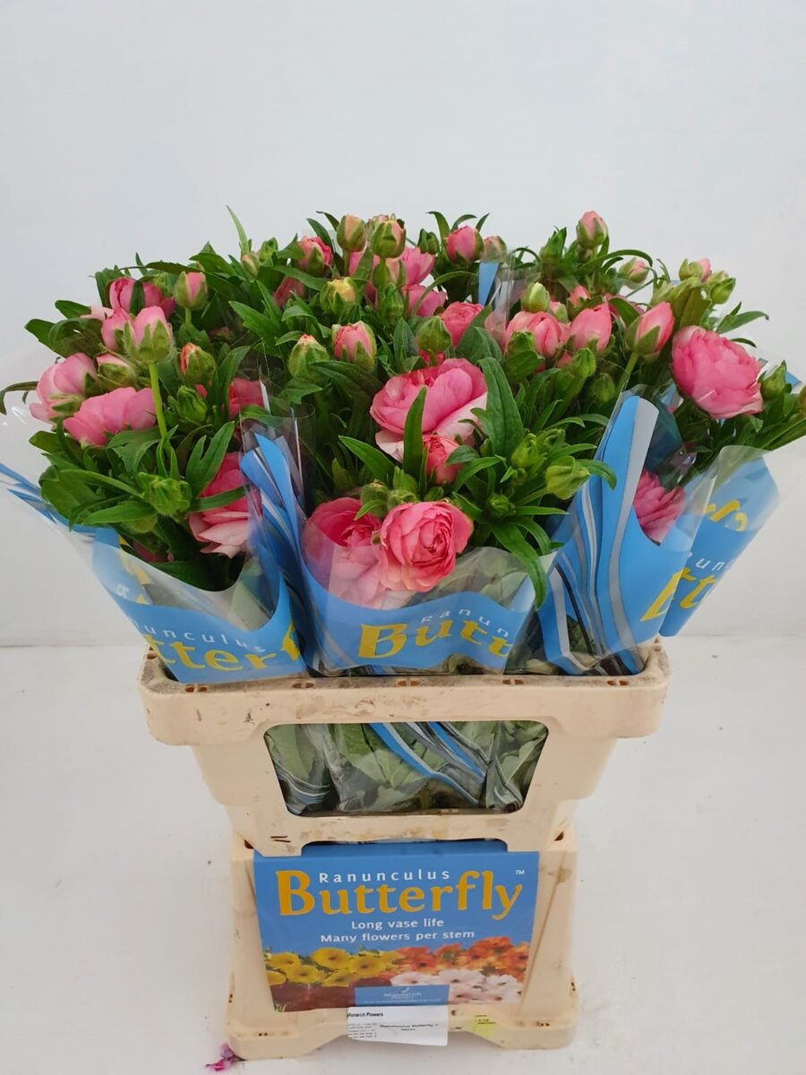 Ranunculus Butterfly™ Hera® - Green Works - Specialist in Ranunculus