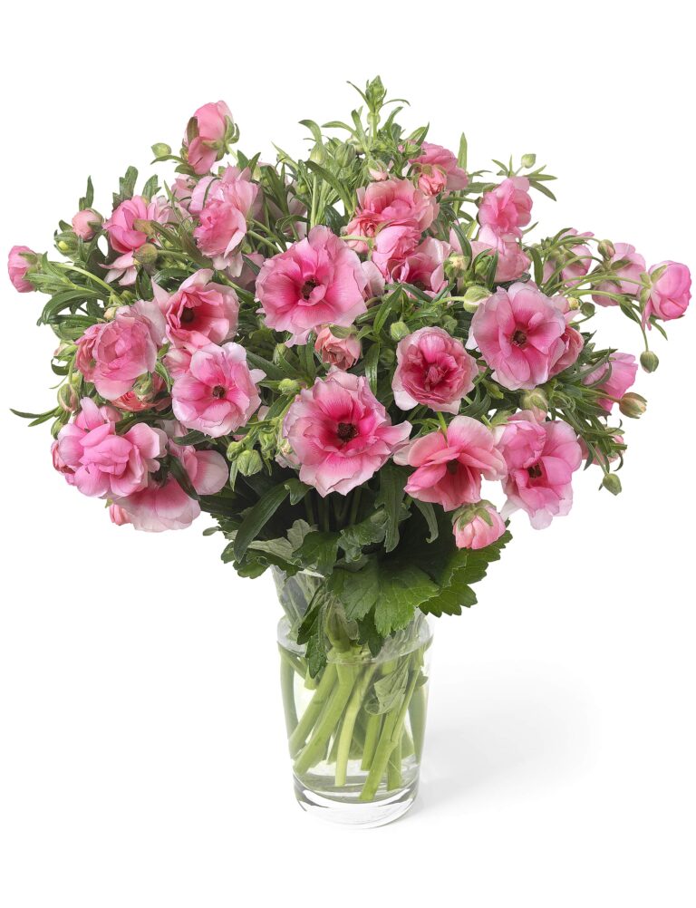 Ranunculus Butterfly™ Litai® - Green Works - Specialist in Ranunculus