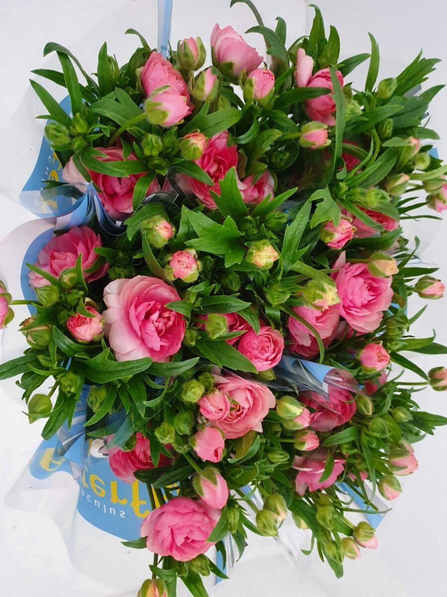 Ranunculus Butterfly™ Hera® - Green Works - Specialist in Ranunculus