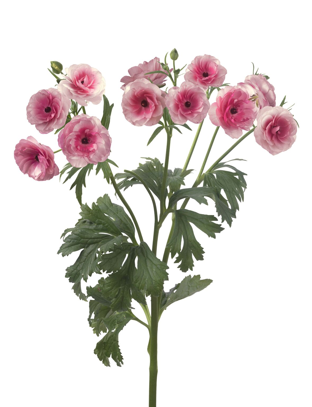 Ranunculus Butterfly™ Litai® - Green Works - Specialist in Ranunculus