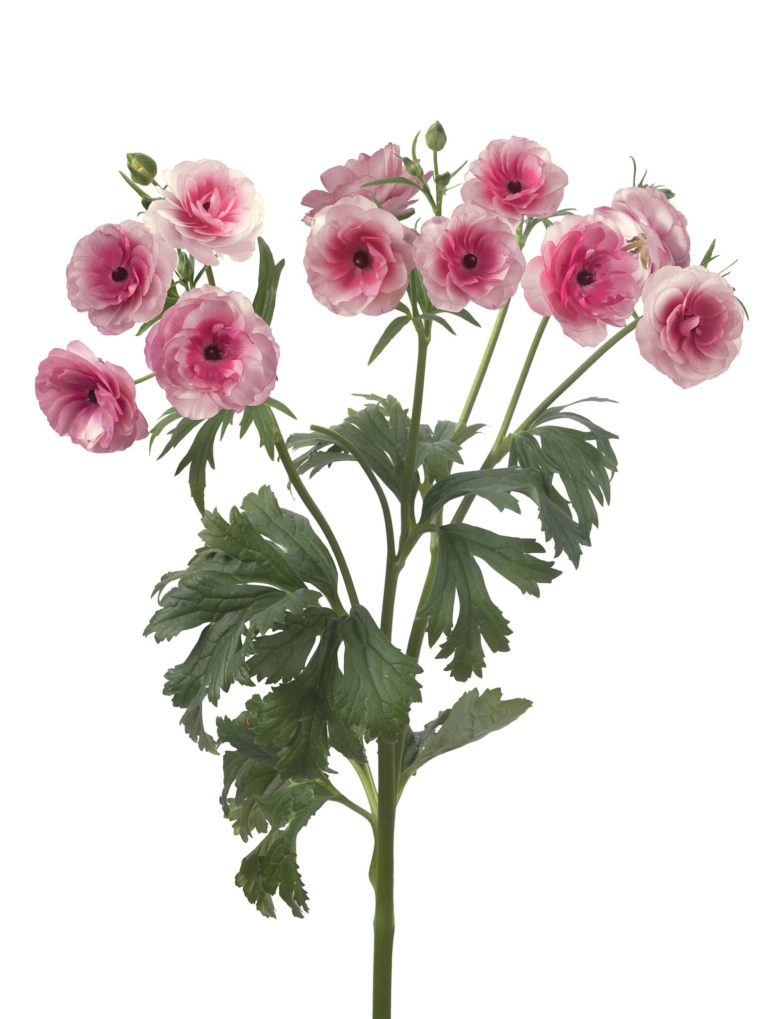 Ranunculus Butterfly™ Litai® - Green Works - Specialist in Ranunculus